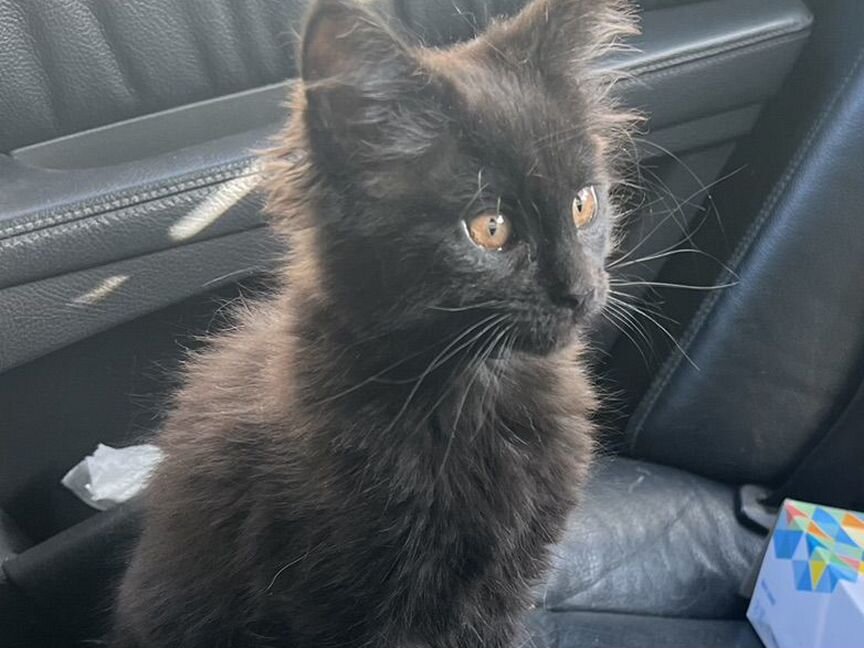 Котенок мейкун