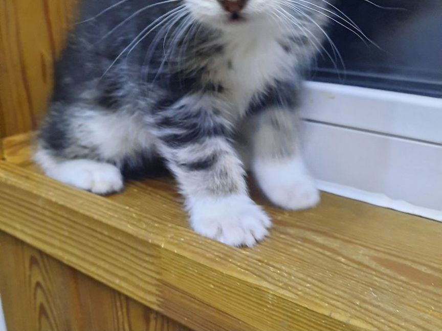 Котята мейнкун бесплатно