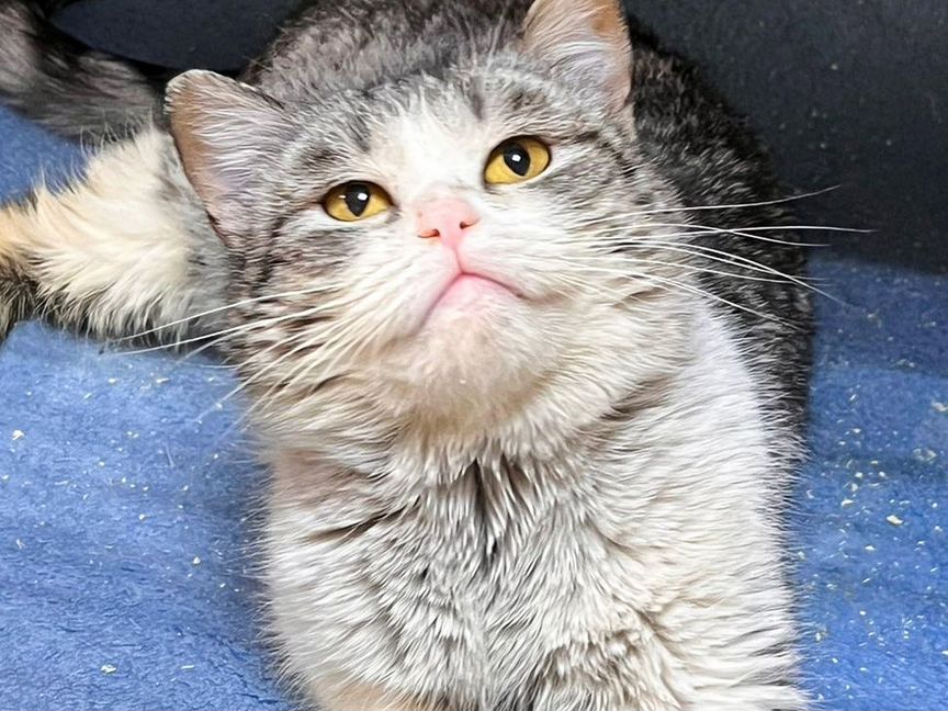 Такая милая кошечка нуждается в доме