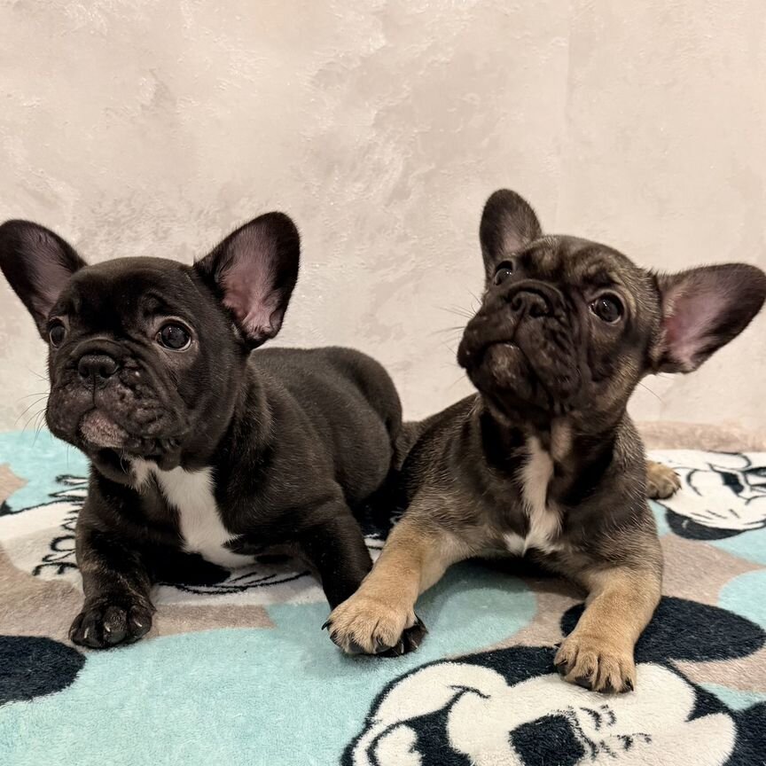Французский бульдог, щенок