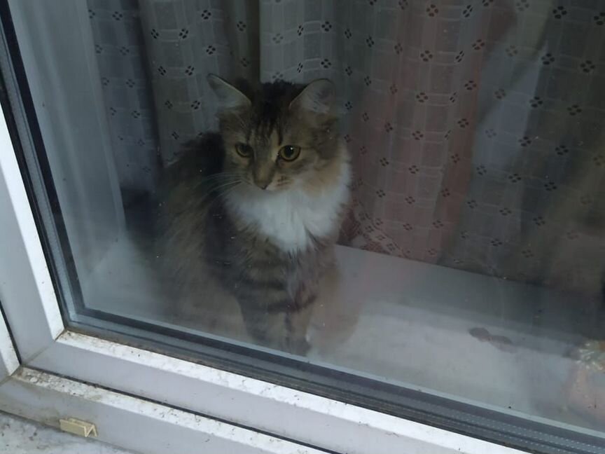 Отдам в хорошие руки кошечку Мальвину 1,5 года