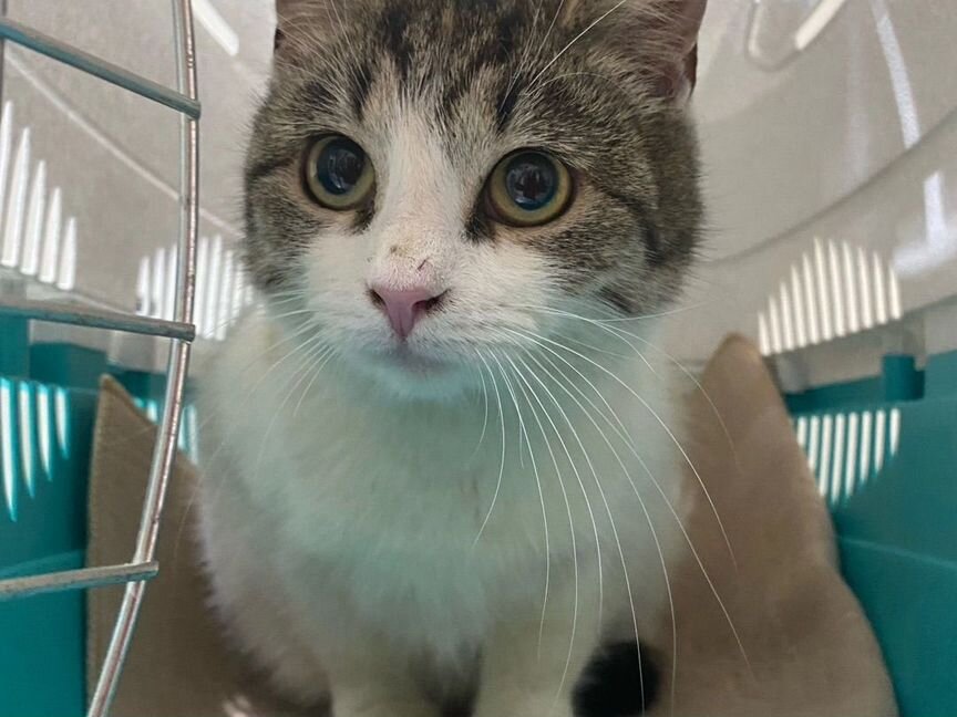 Времени до воскресенья Кошка котенок