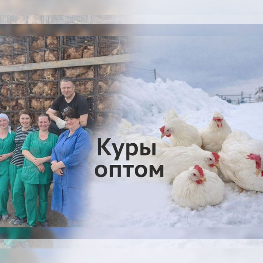 Живые куры, Доминант оптом от фермы