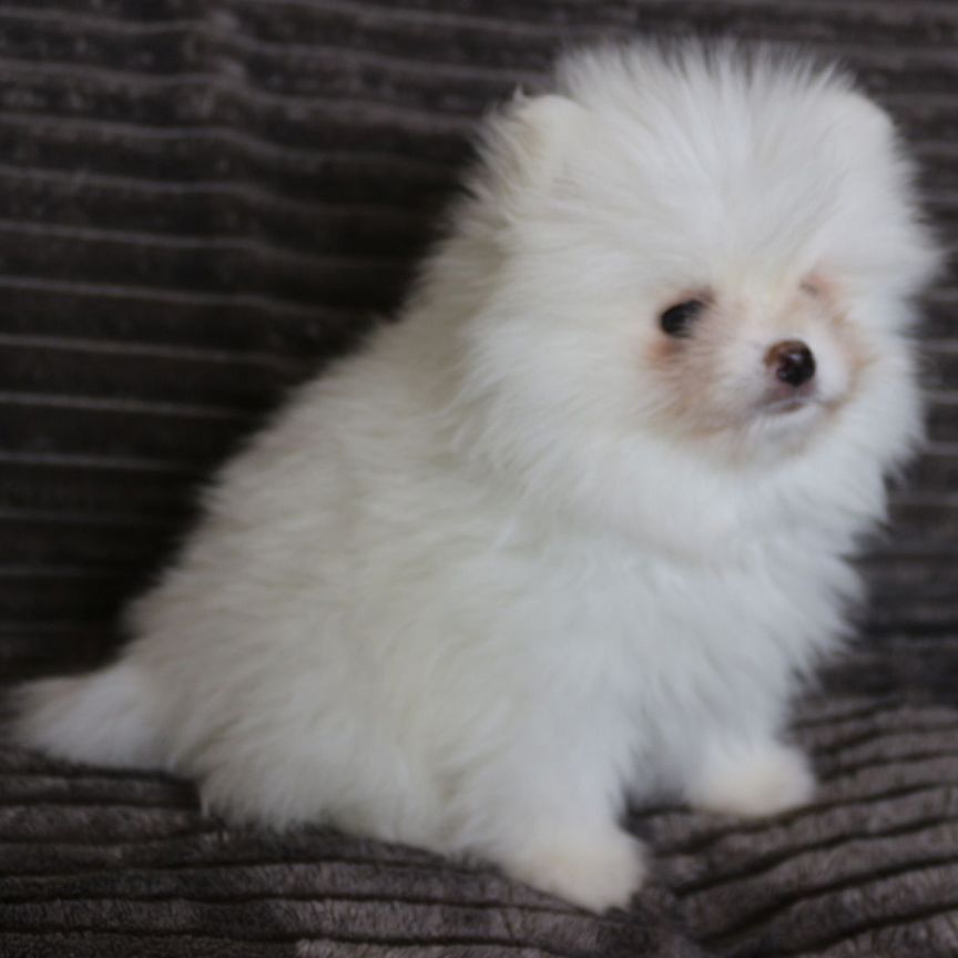 Померанский шпиц, щенок