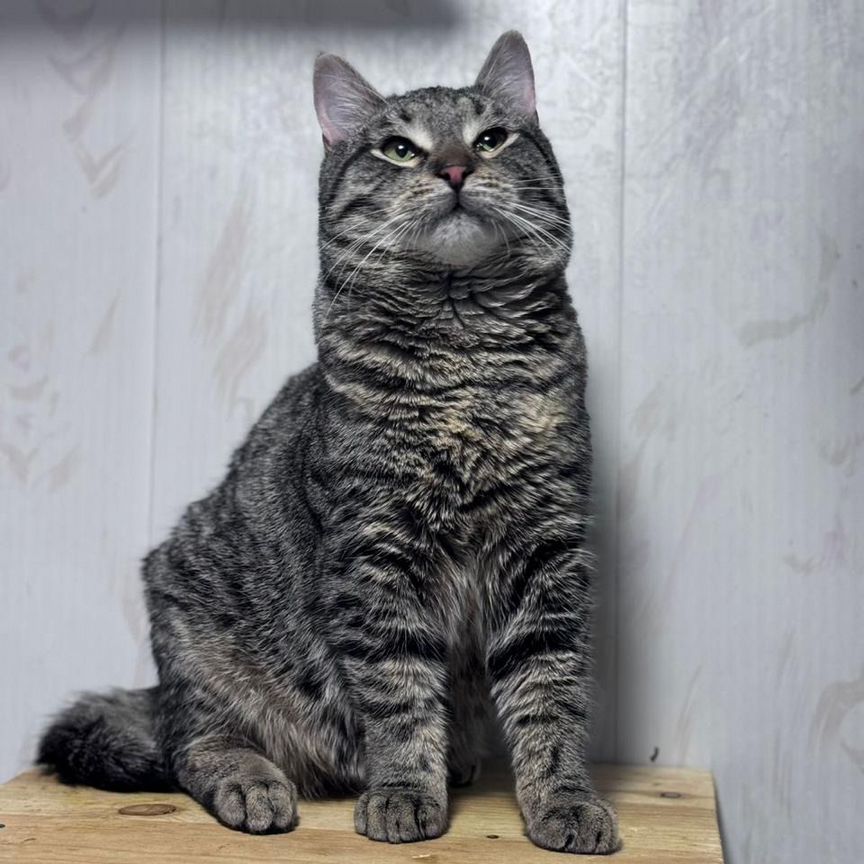 Твистер-нежный котенок из приюта в добрые руки