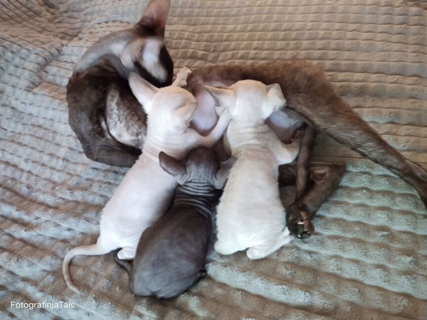 Котята корниш-рекс