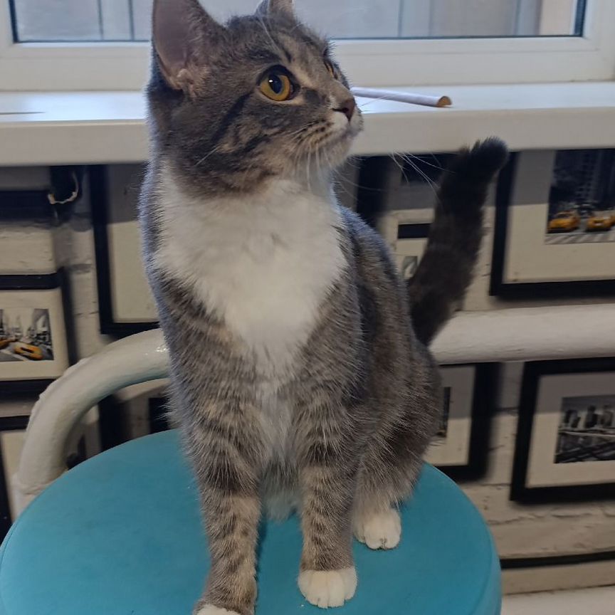 Взрослая, кошка в добрые руки