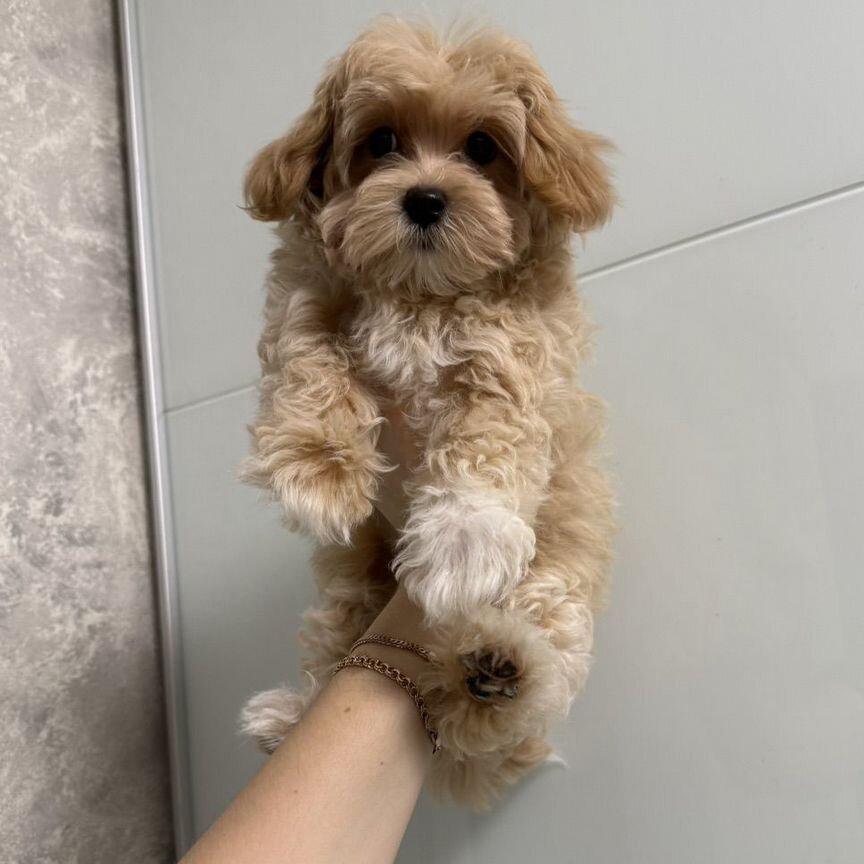 Мальтипу, щенок