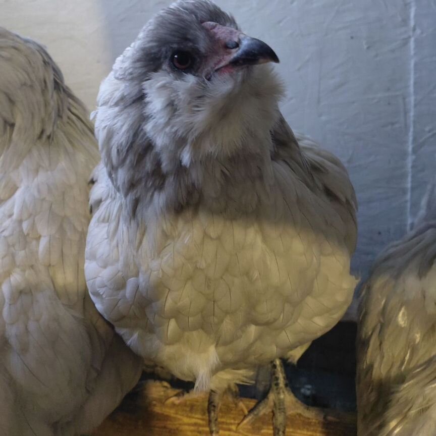 Амераукана