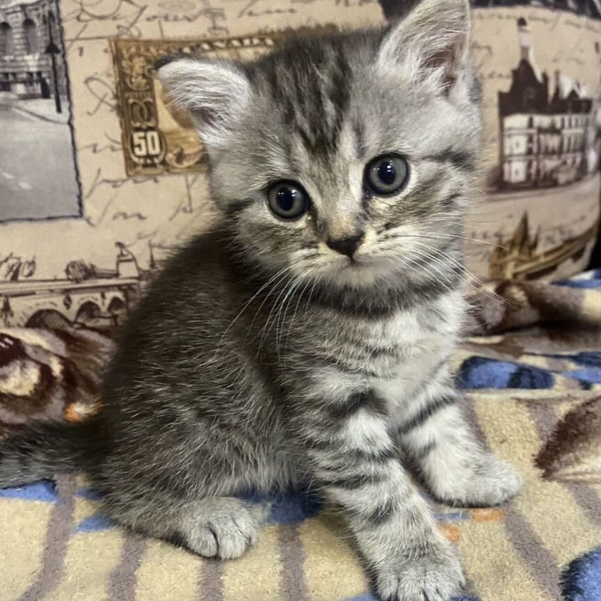 Кошечки в добрые руки