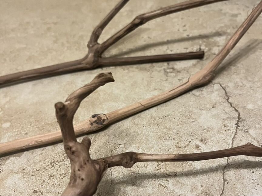 Коряжки виноградные