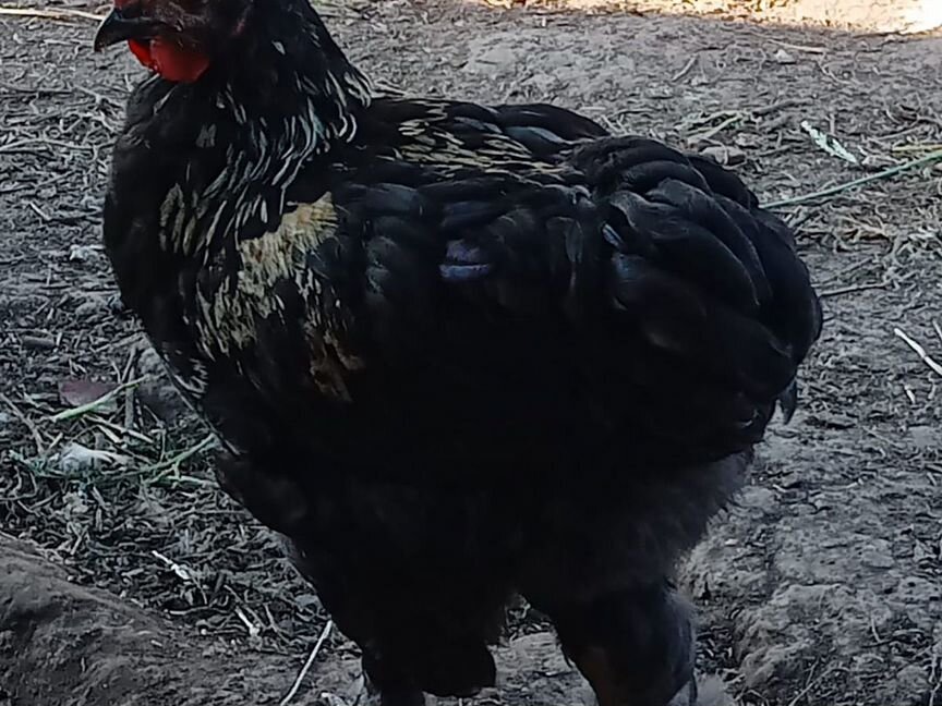 Петух Брама