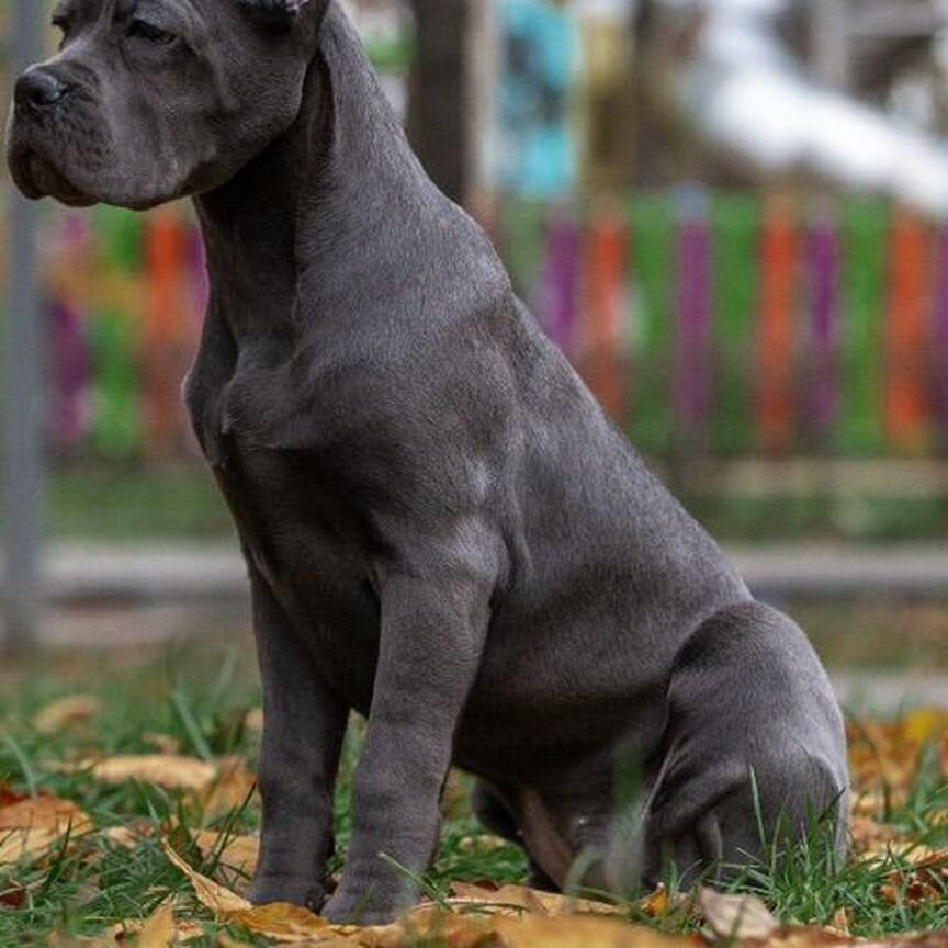 Кане-корсо, щенок