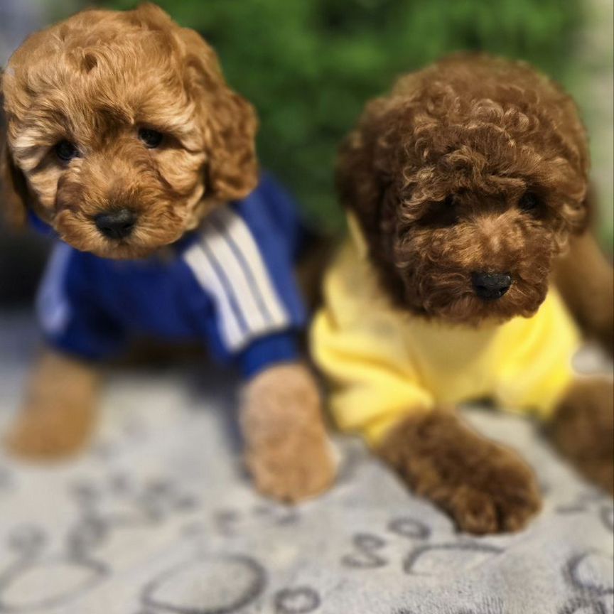 Той-пудель, щенок