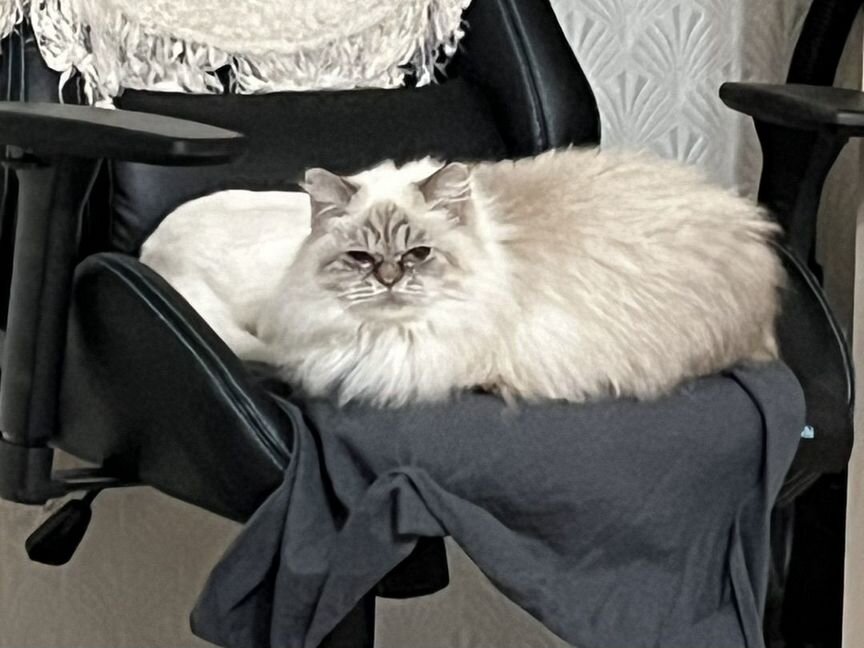 Отдам кошку