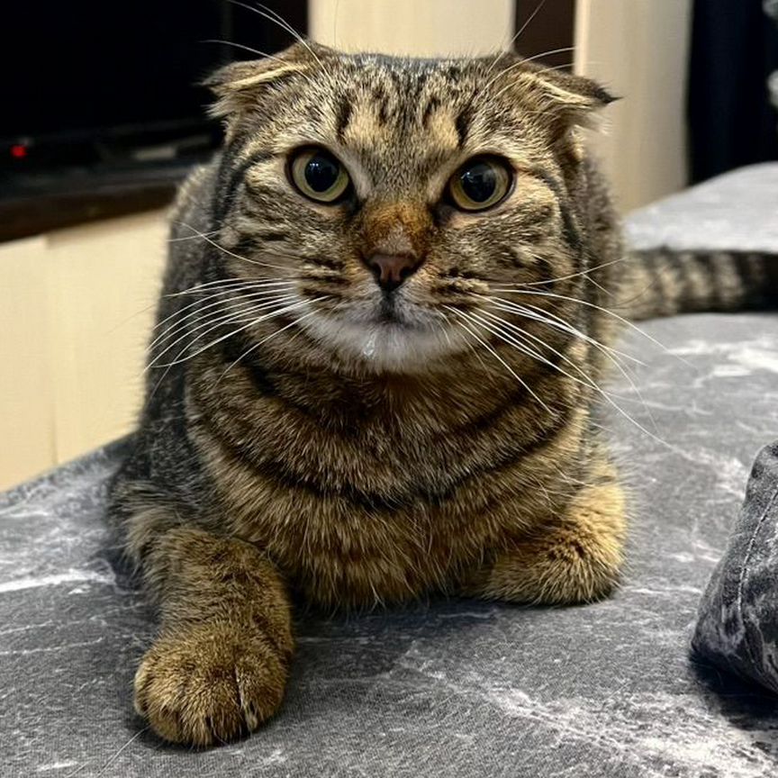 Шотландская вислоухая длинношёрстная, взрослая кошка