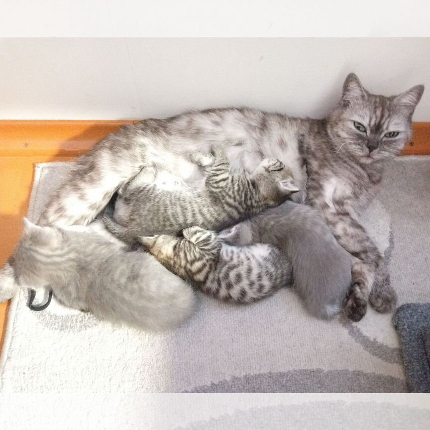 Шотландский прямоухий короткошёрстный котёнок