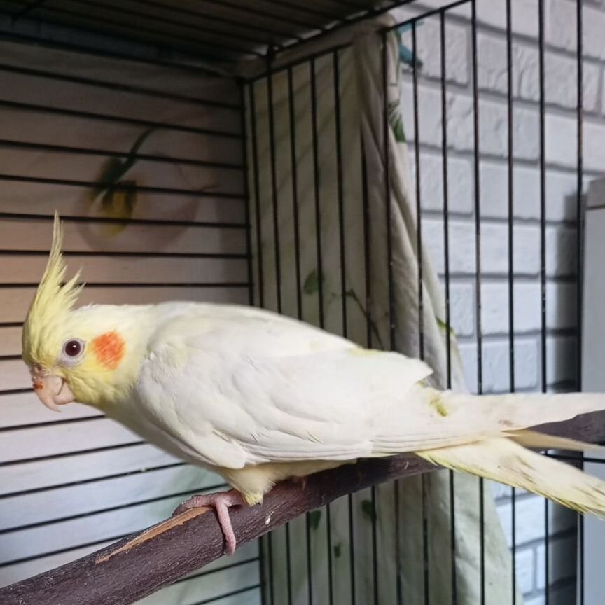 Попугай корелла