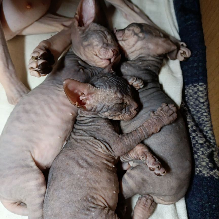 Донской сфинкс котята