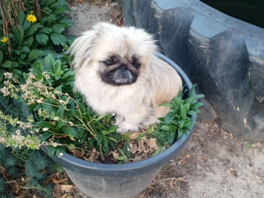 Вязка пекинес девочка