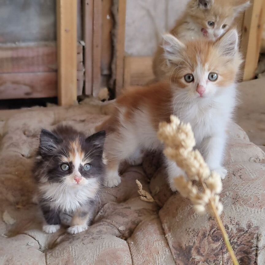 Котята в добрые руки