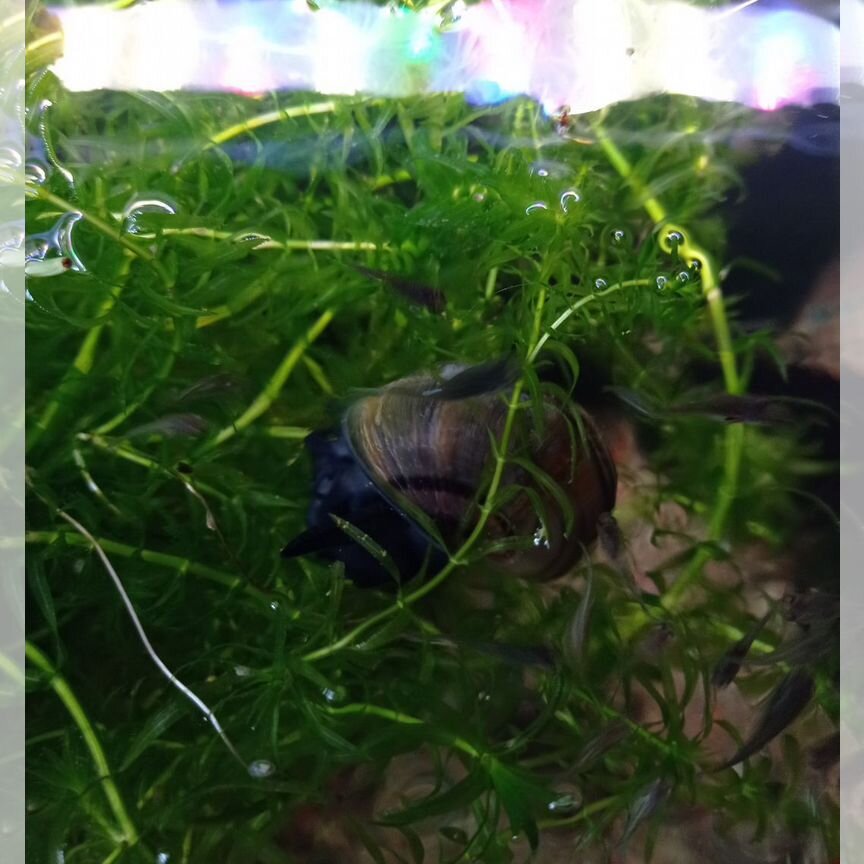 Улитки аквариумные ампулярии