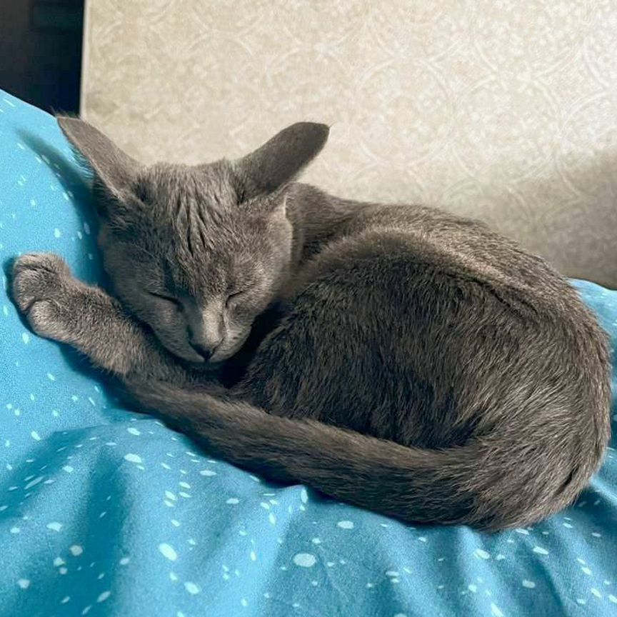 Котик в дар