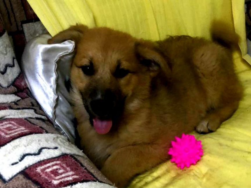 Милые щенки 2х мес