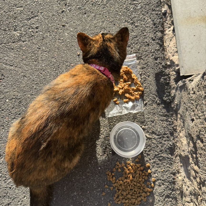 Найдена кошка спб