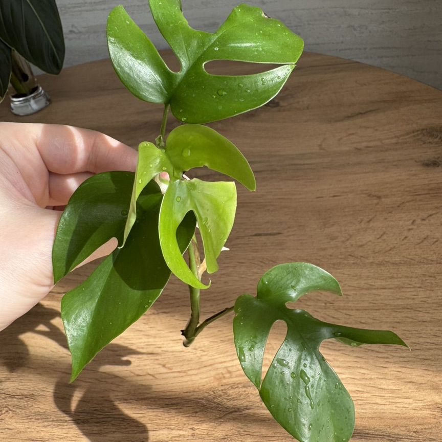 Рафидофора тетрасперма