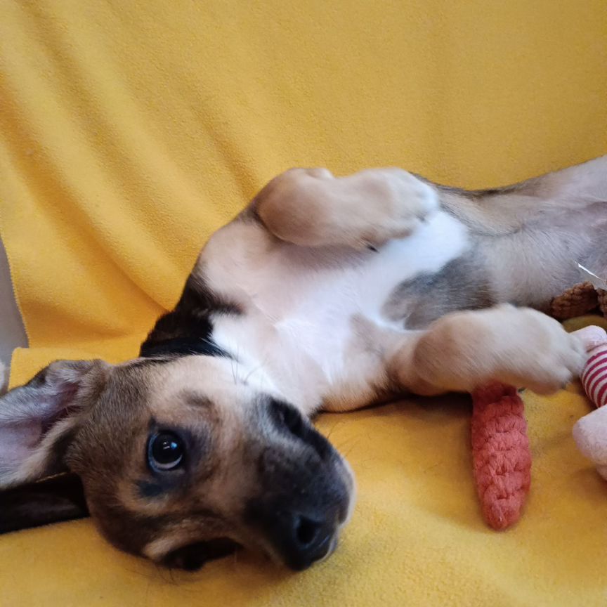 Щенок в добрые руки