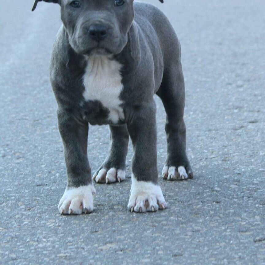 Брутальный мальчик амстаффа