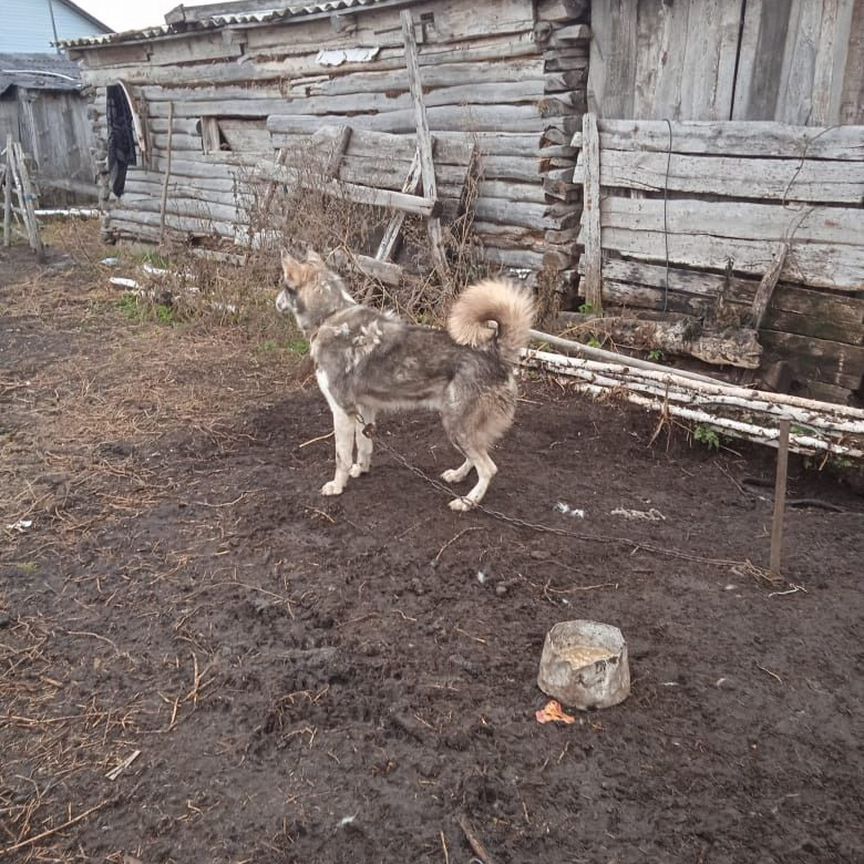 Западно сибирская лайка