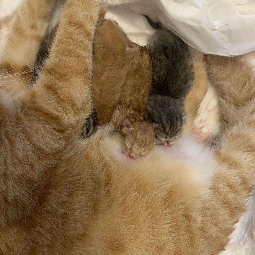 Котята в добрые руки два рыжих и два темных