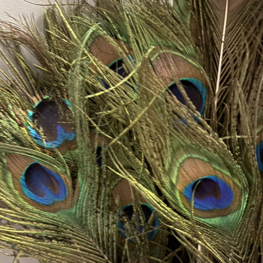 Перо павлина