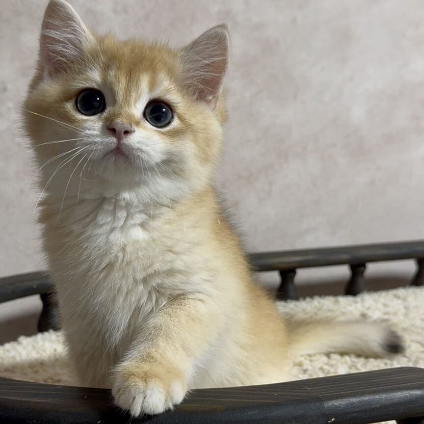 Котенок золотая шиншилла
