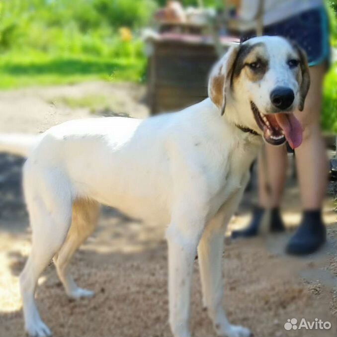 Русская борзая