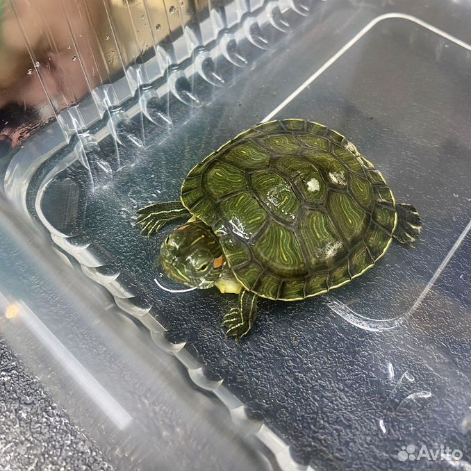 Красноухая черепаха маленькая