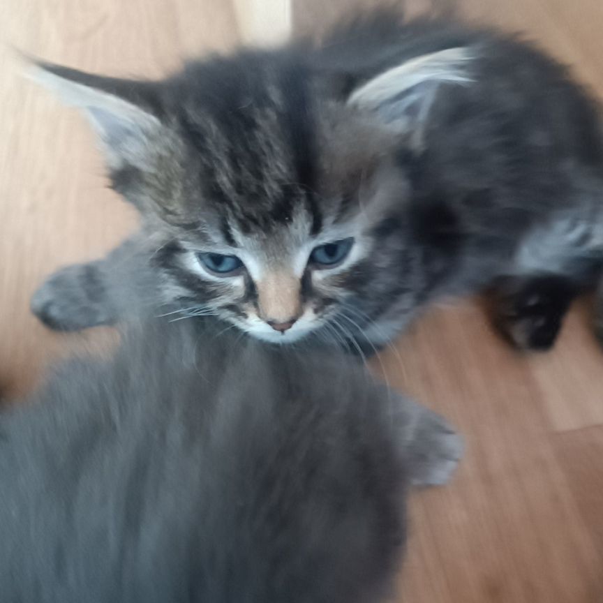 Британские котята