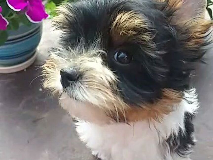 Бивер мальчик