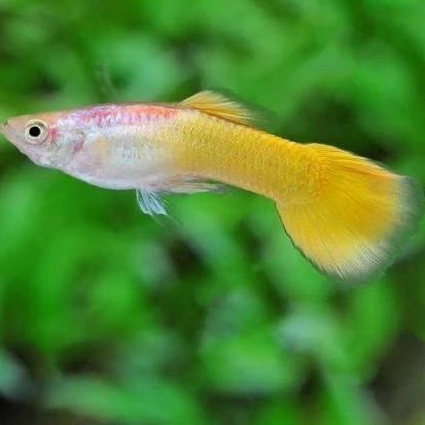 Рыбки гуппи чистая линия Берлинский желтый