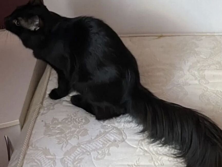 Черный котенок с тяжелой судьбой