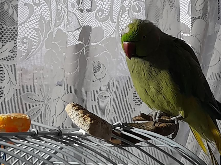 Ожереловый попугай