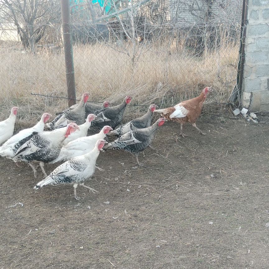 Индюки домашние