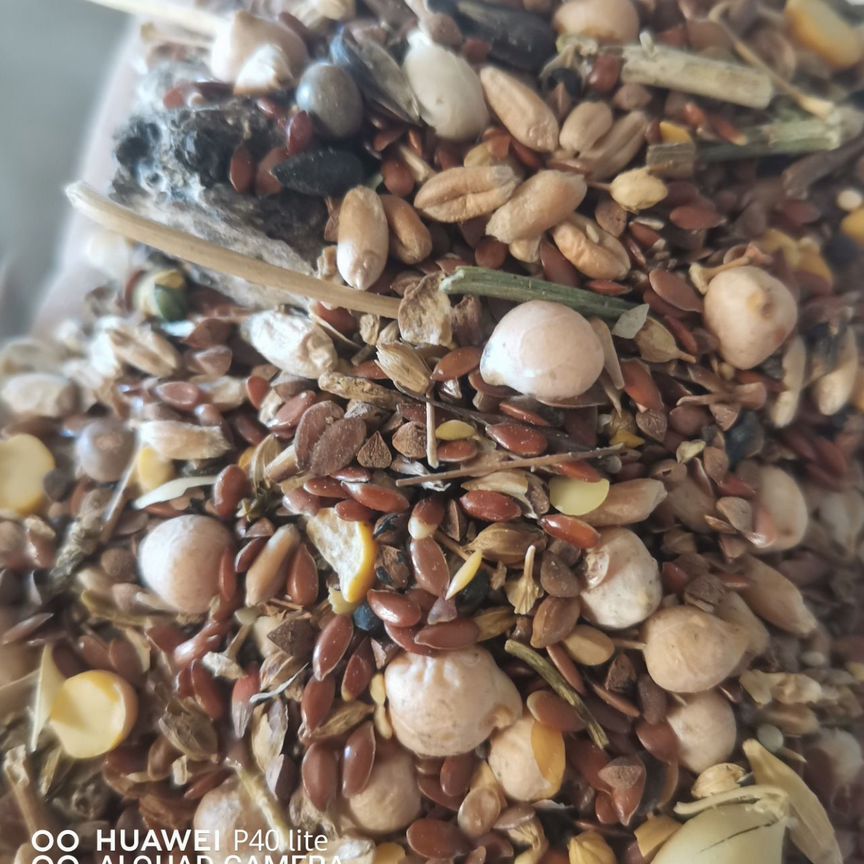 Зерно смесь, корма