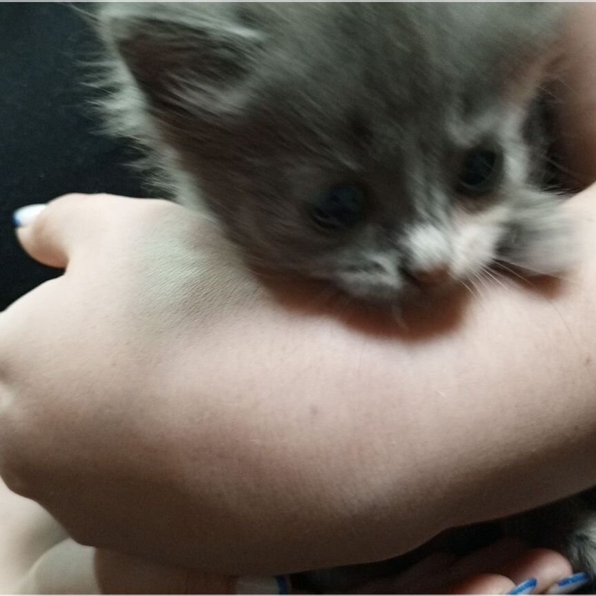 Котята 3 штуки