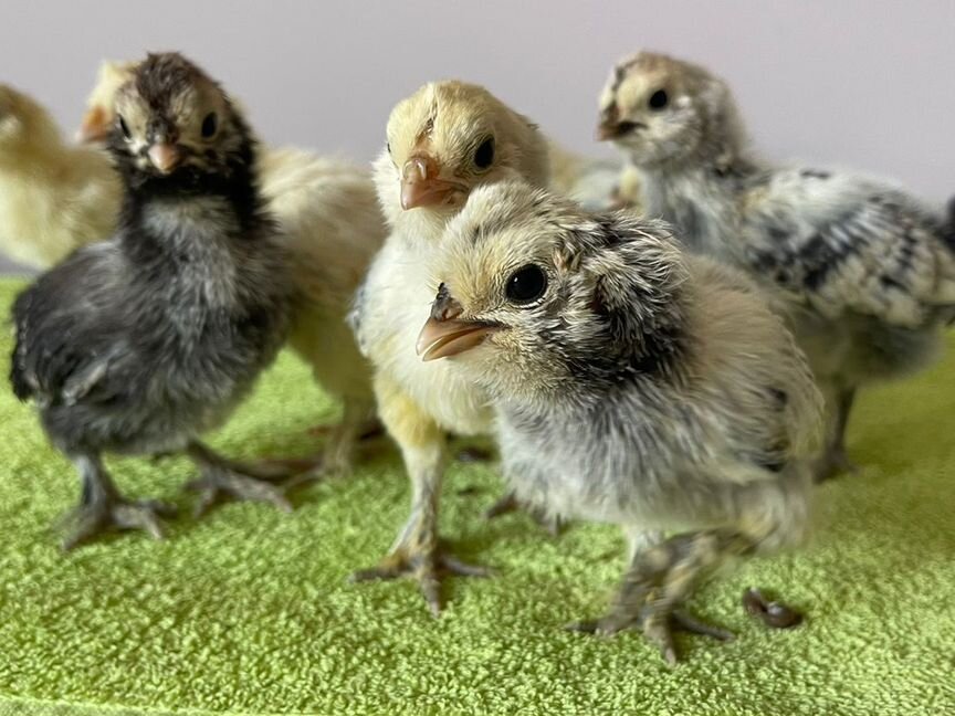 Цыплята Павловские