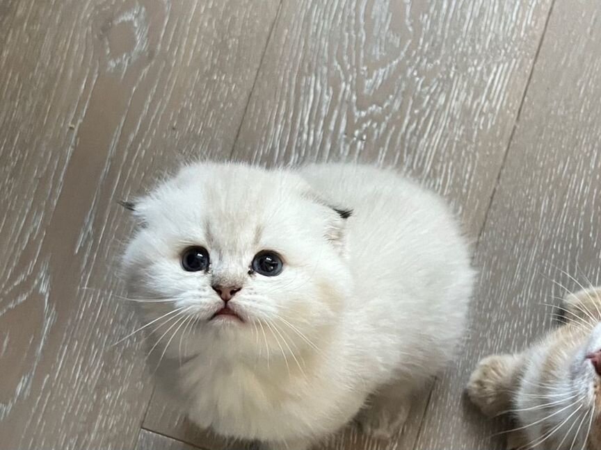 Котята Шотландская Шиншила