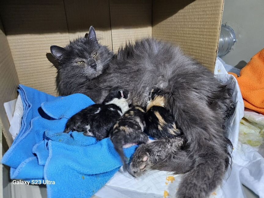 А у нас сегодня кошка родила вчера котят