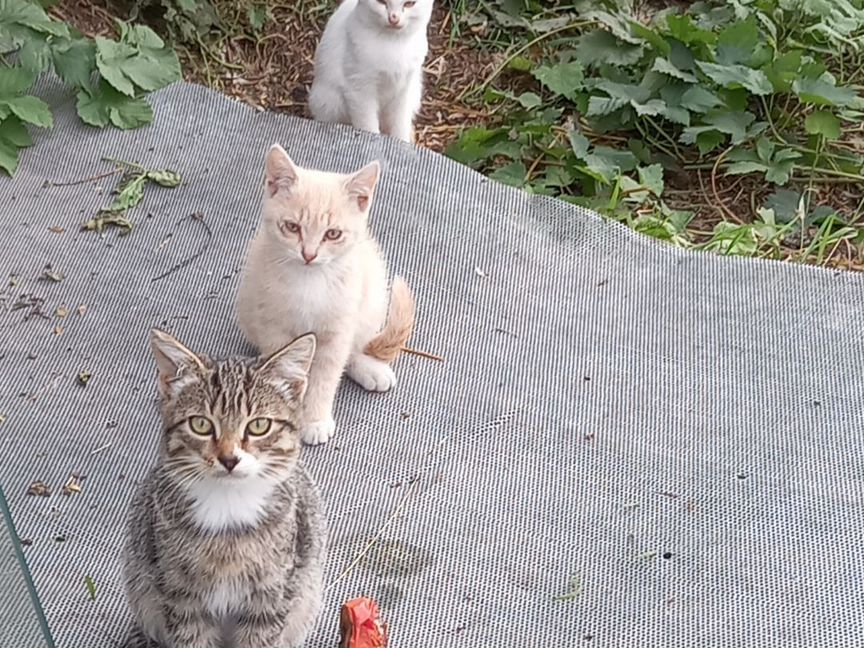 Кошка